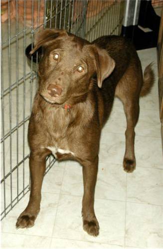 Cat Dog Classification Model by Vinz Workspace