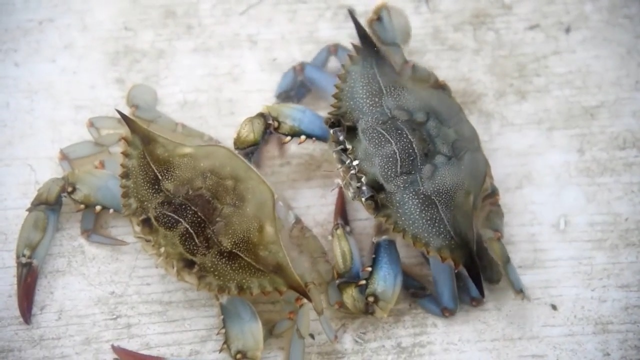 Crab Molting Detection Backup Object Detection Dataset By Quangcrabmolting