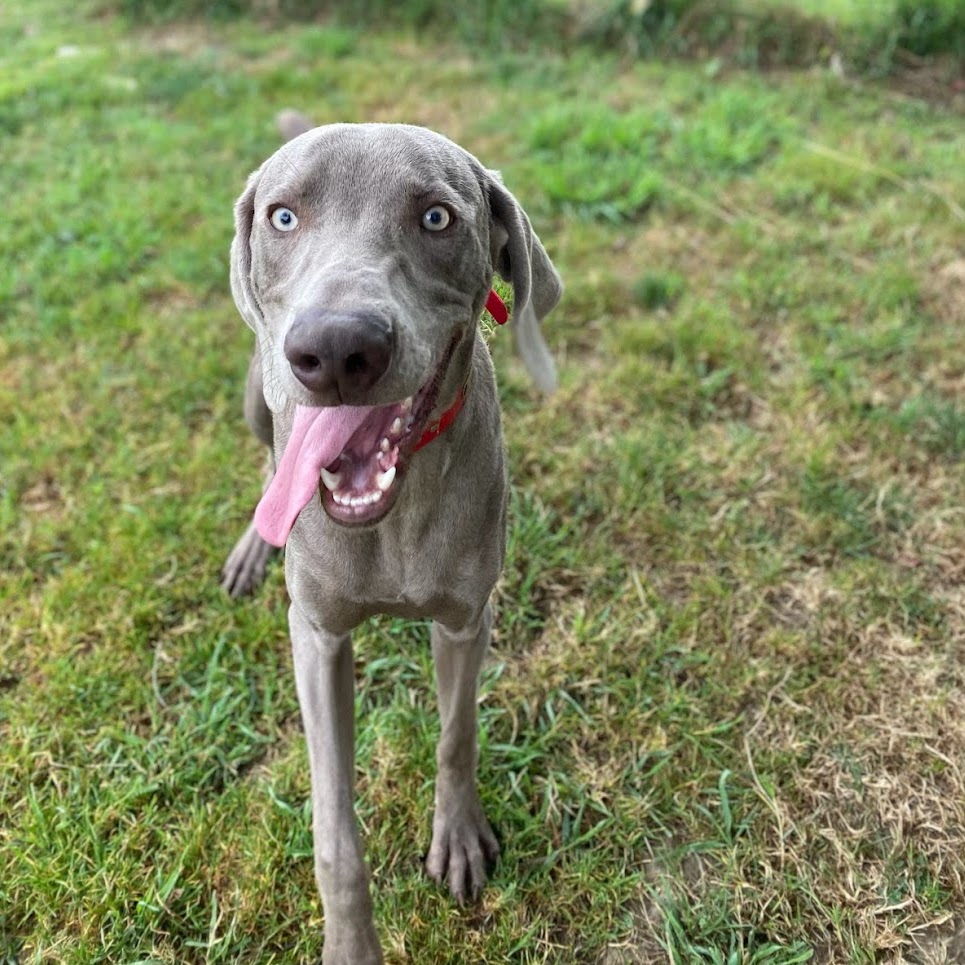 GLIGEN_Data Object Detection Dataset by NUST