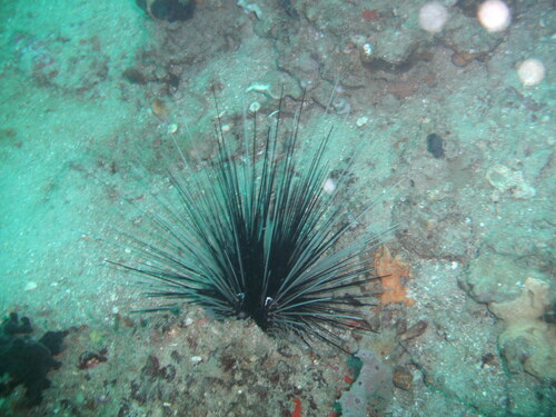 Diad 3 Object Detection Dataset by Diad1