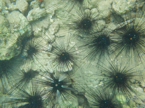 Diad 4 Object Detection Dataset by Diad1