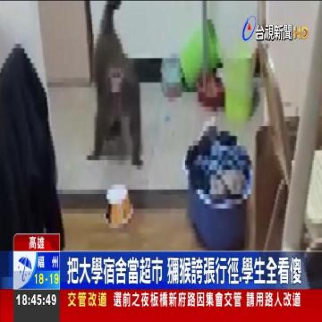 Monkey Detection2 Object Detection Dataset by Mystery