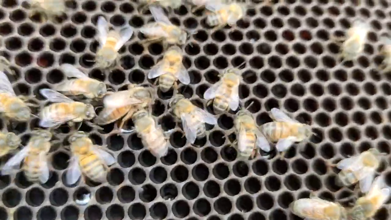 Queen Bee Recognition Instance Segmentation Model by aburriyo bees project