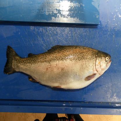 Fish Classification Classification Dataset and Pre-Trained Model by fish