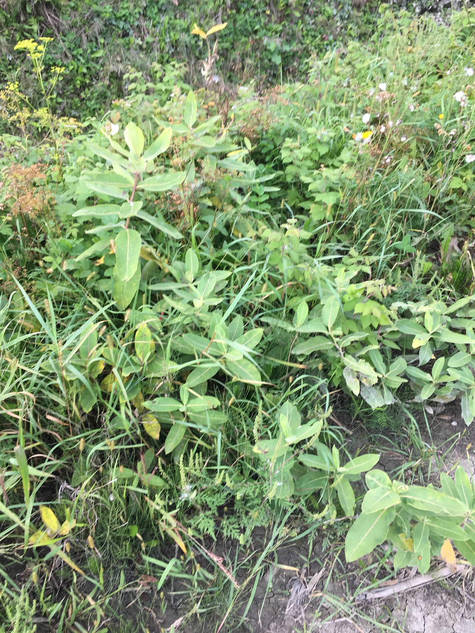 Common Plants Object Detection Model by Capstone Common Plants and ...