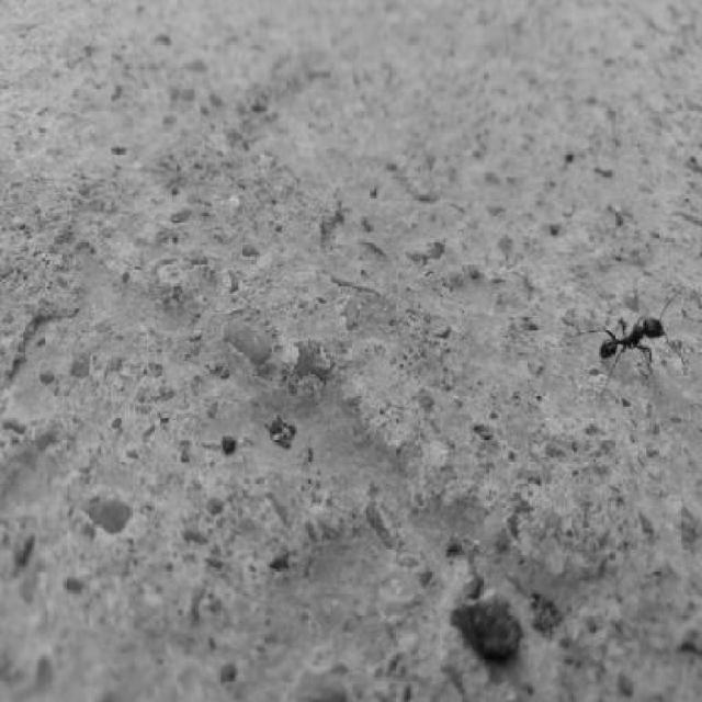 Ant Detection Object Detection Dataset By Tfg