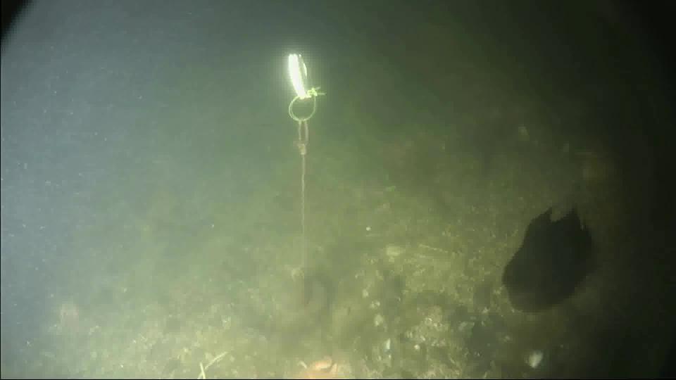 underwater Object Detection Dataset by Great Barrier Reef