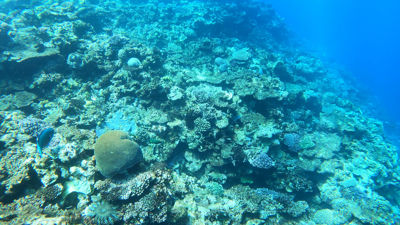Great Barrier Reef Object Detection Dataset by Great Barrier Reef