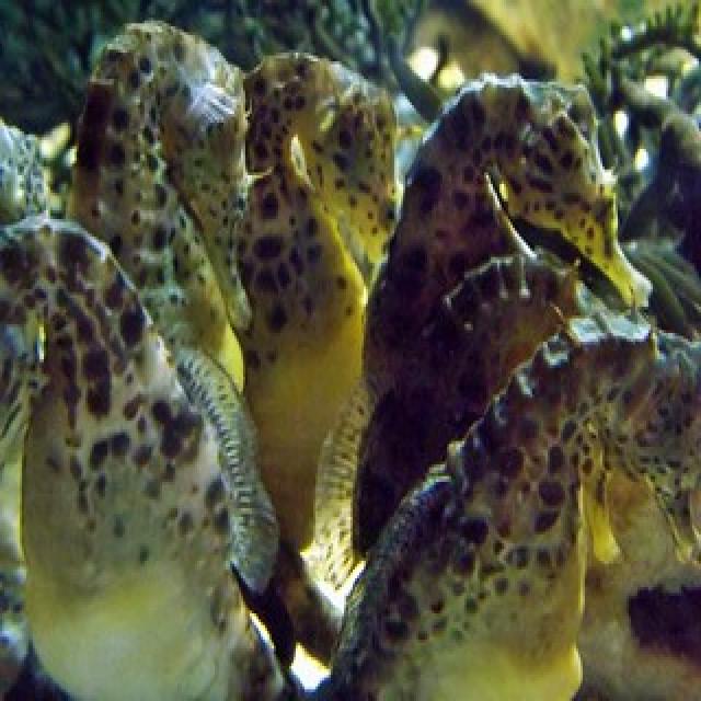 fish Object Detection Dataset and Pre-Trained Model by Fish Detection fish Object Detection Dataset and Pre-Trained Model by Fish Detection