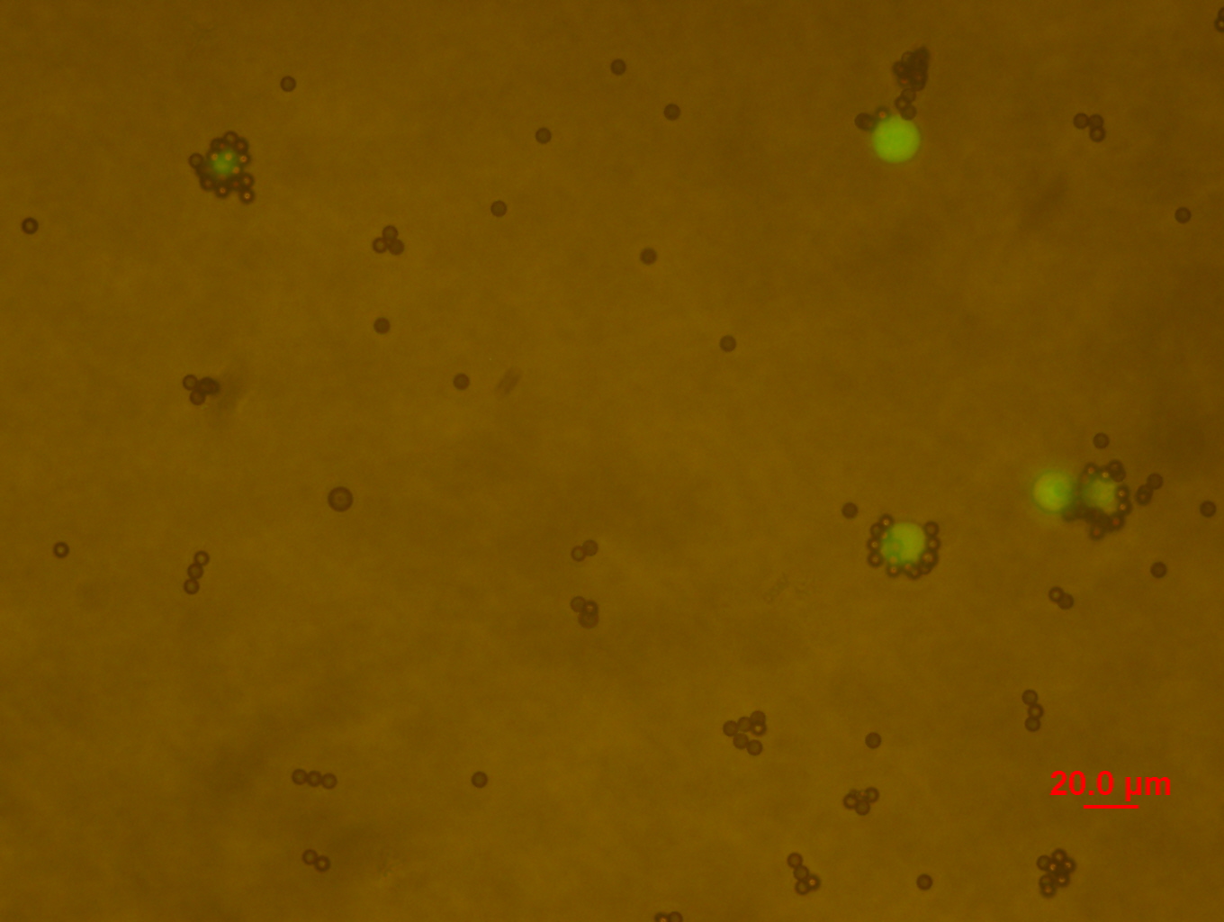 cells Instance Segmentation Model by trungthanh25