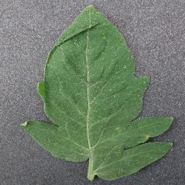 Plant Disease Recognition Instance Segmentation Model By Sam