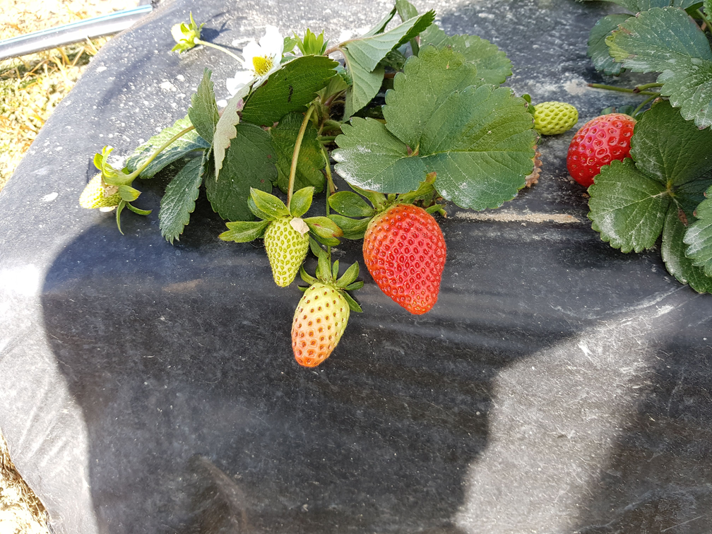 TEST 1 FRAISE Object Detection Model by STENGEL Colin