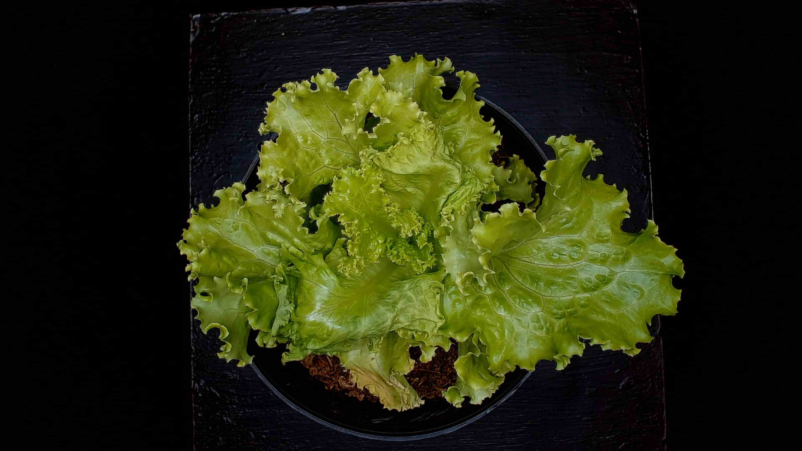 061723-lettuce Classification Dataset by school
