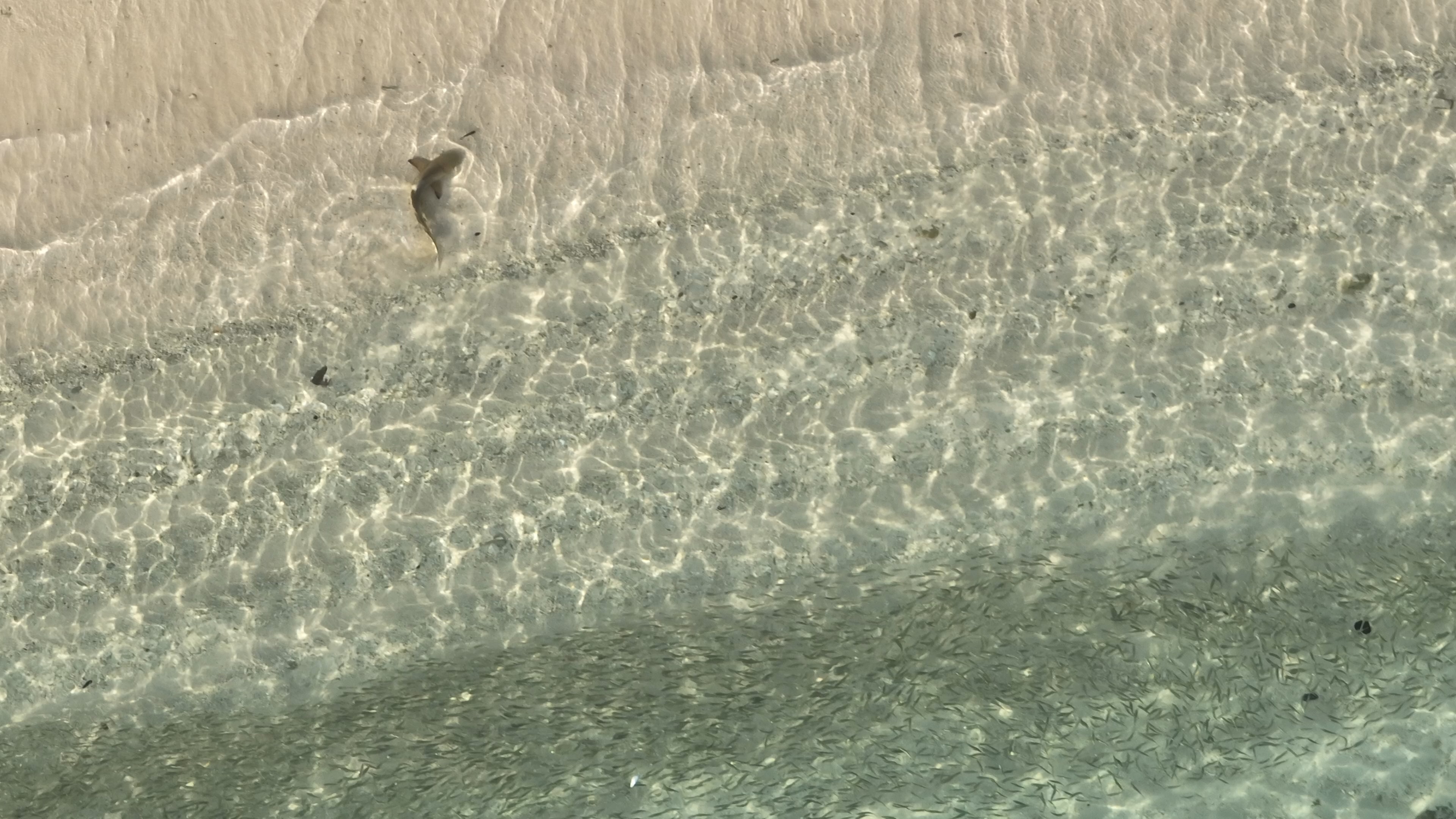 cat-pose Keypoint Detection Dataset and Pre-Trained Model by loopsnloops