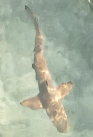 cats-cropped-pose Keypoint Detection Dataset by loopsnloops