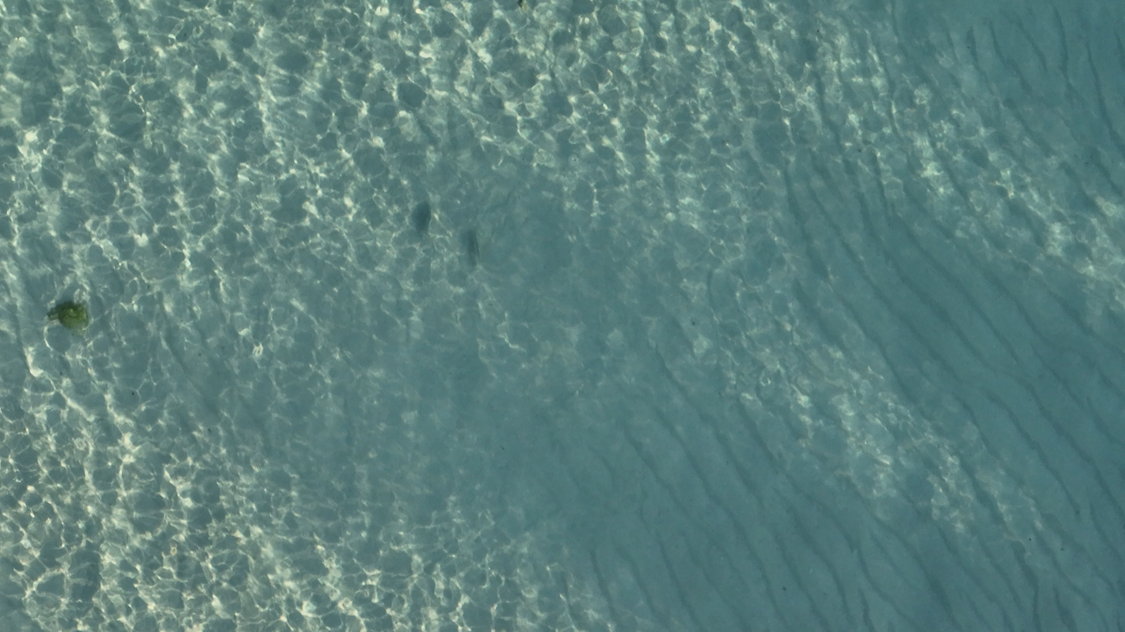 cats_reupload2 Keypoint Detection Dataset and Pre-Trained Model by loopsnloops