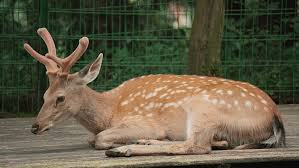 human_animal Instance Segmentation Dataset by newdatatreedetection