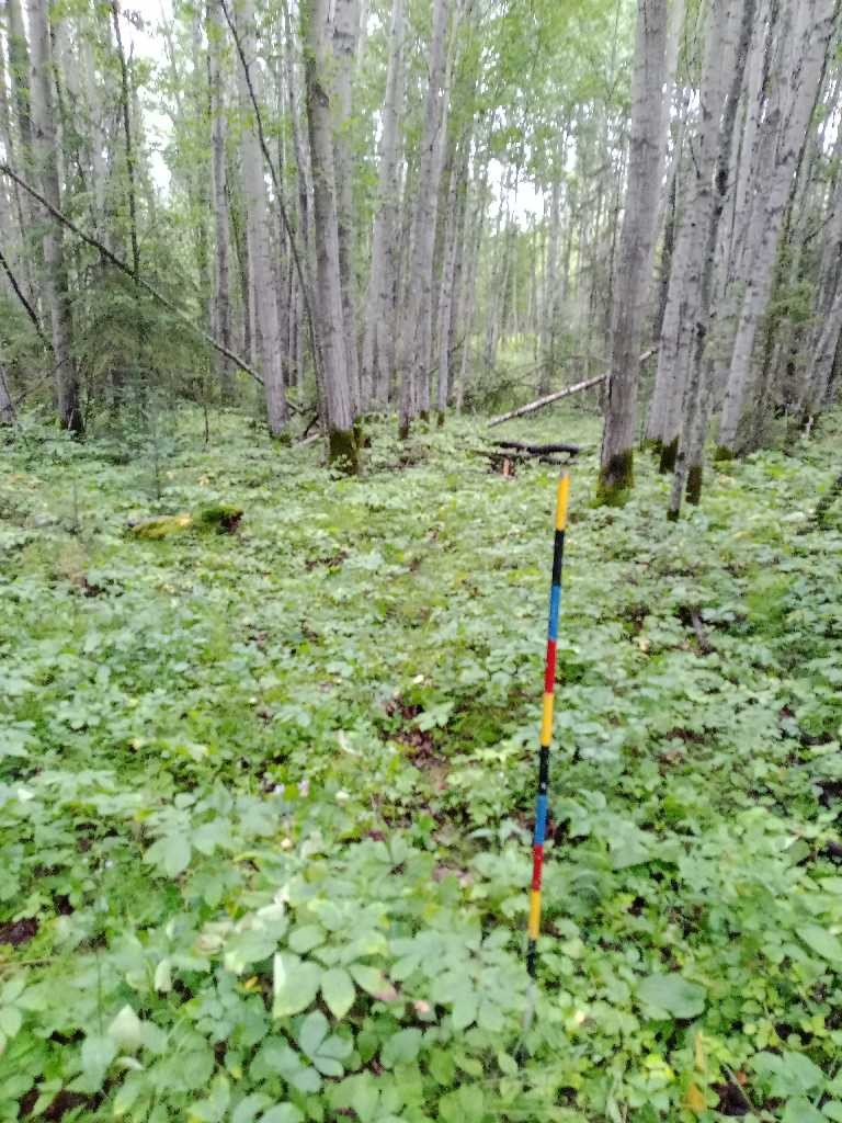 Seismic Regen Instance Segmentation Dataset and Pre-Trained Model by Small mammals seismic lines