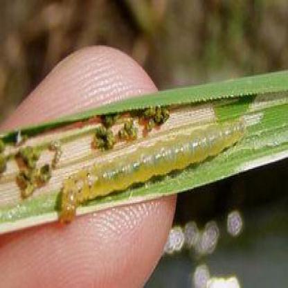 image classification Object Detection Model by Image classification