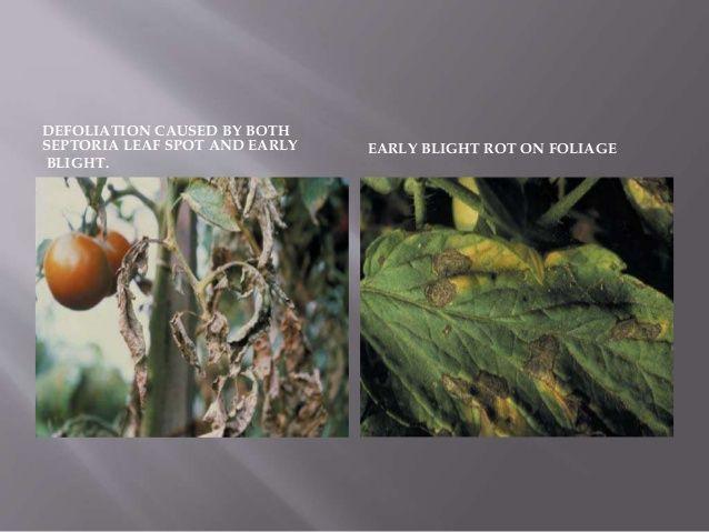 How To Use The Tomato Diseases Object Detection Api