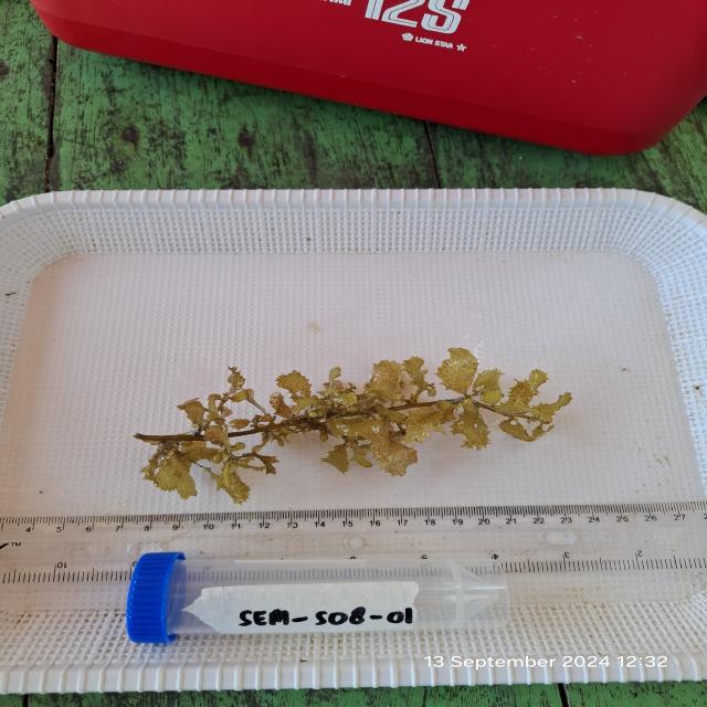 Algae Object Detection Model By Ayush