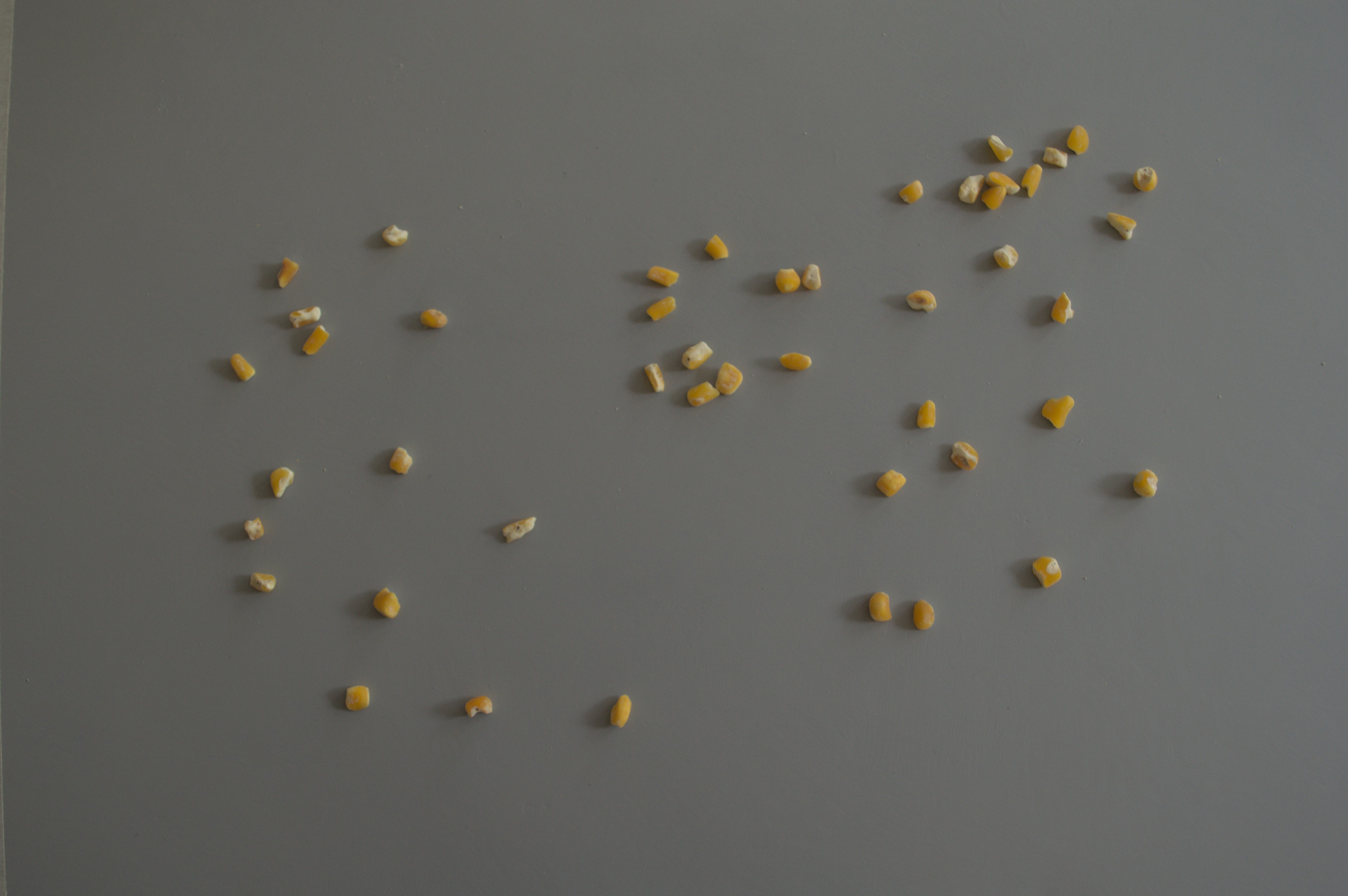 Corn Defects Object Detection Dataset by Adriana Casadei