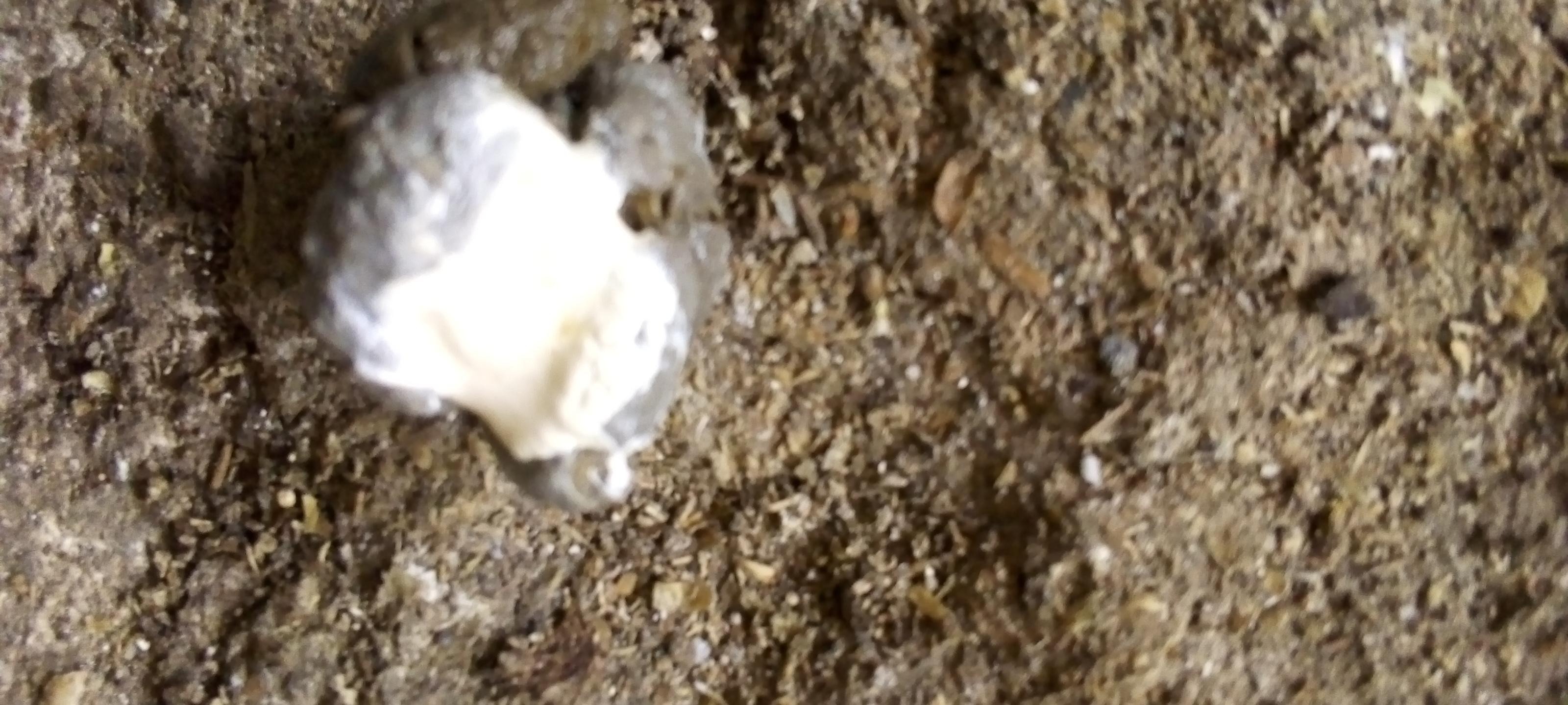 CHICKEN MANURE YOLO Instance Segmentation Dataset and Pre-Trained Model by APOLS PROJECT