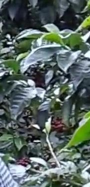 coffee beans Object Detection Dataset by WUT