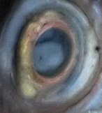 FISH FRESH AND NON-FRESH Classification Dataset by MEVA