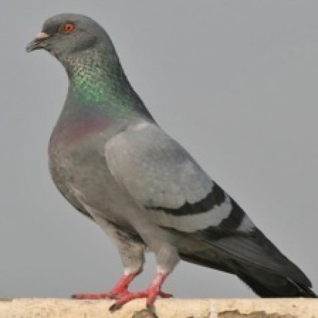 Bird Object Detection Dataset By Yolo