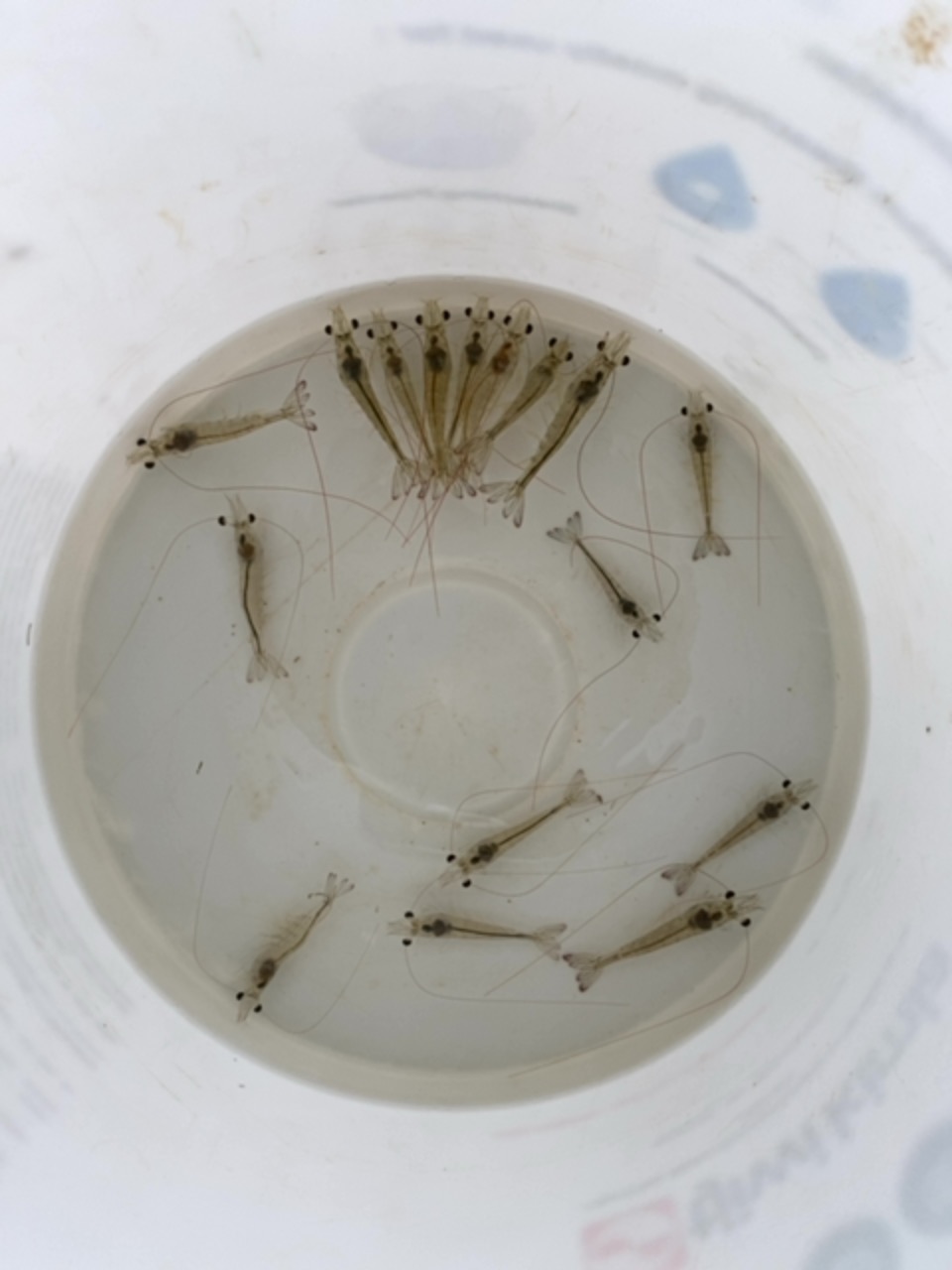 Vannamei Shrimp Instance Segmentation Model by JALA