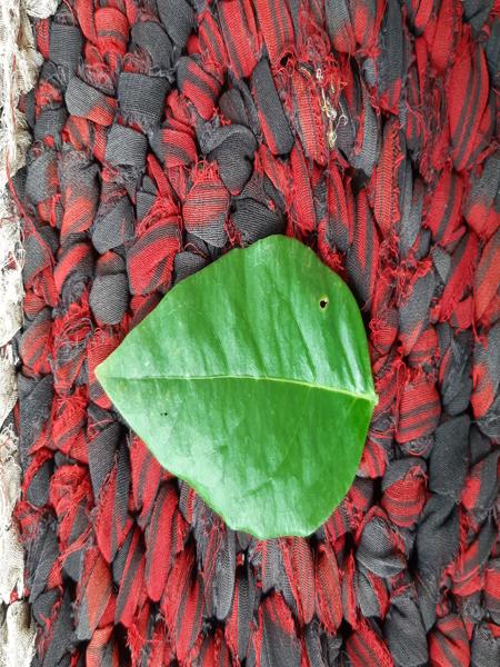 Plant Leaves Detection Object Detection Dataset By Patternleavesclassification