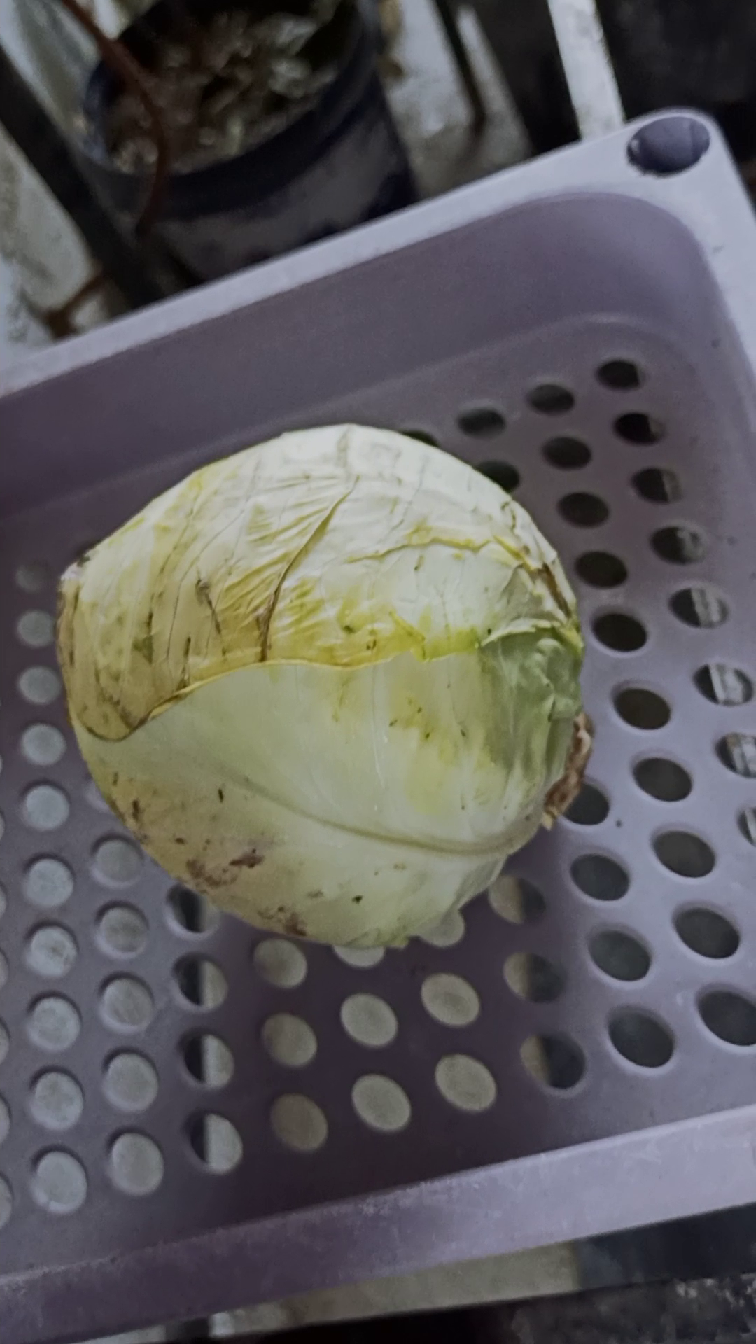 cabbage-segmentation Instance Segmentation Model by Jazz