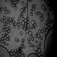 IMAGE PROCESSING (image-processing-oxvj6) - Roboflow Universe