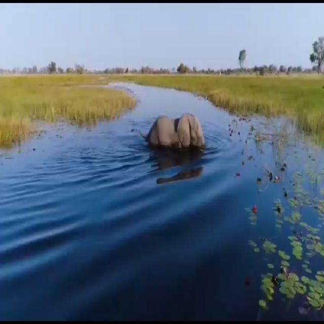 Wild_Animals Object Detection Dataset by Soumya