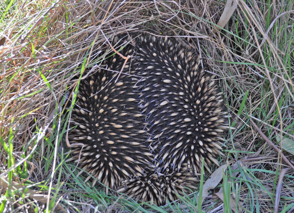 Detection of animals in desert Object Detection Dataset by Soumya