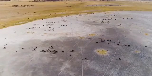 How to Use the WILD LIFE ANIMALS DETECTION AND TRACKING Object ...