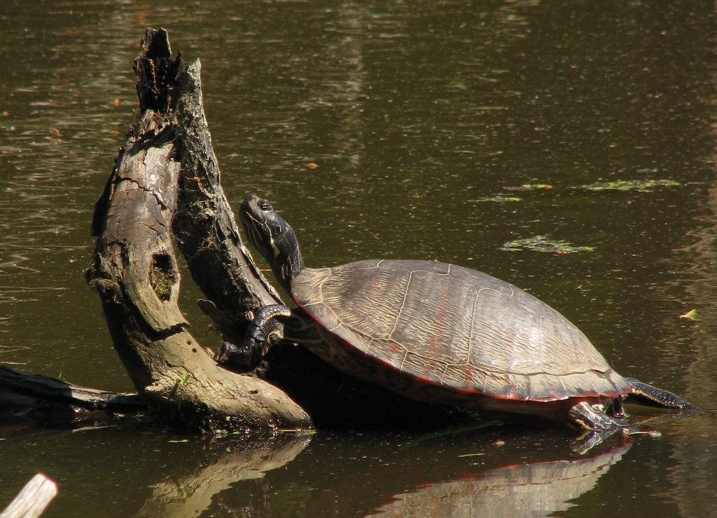 Reptiles Object Detection Dataset By Soumya