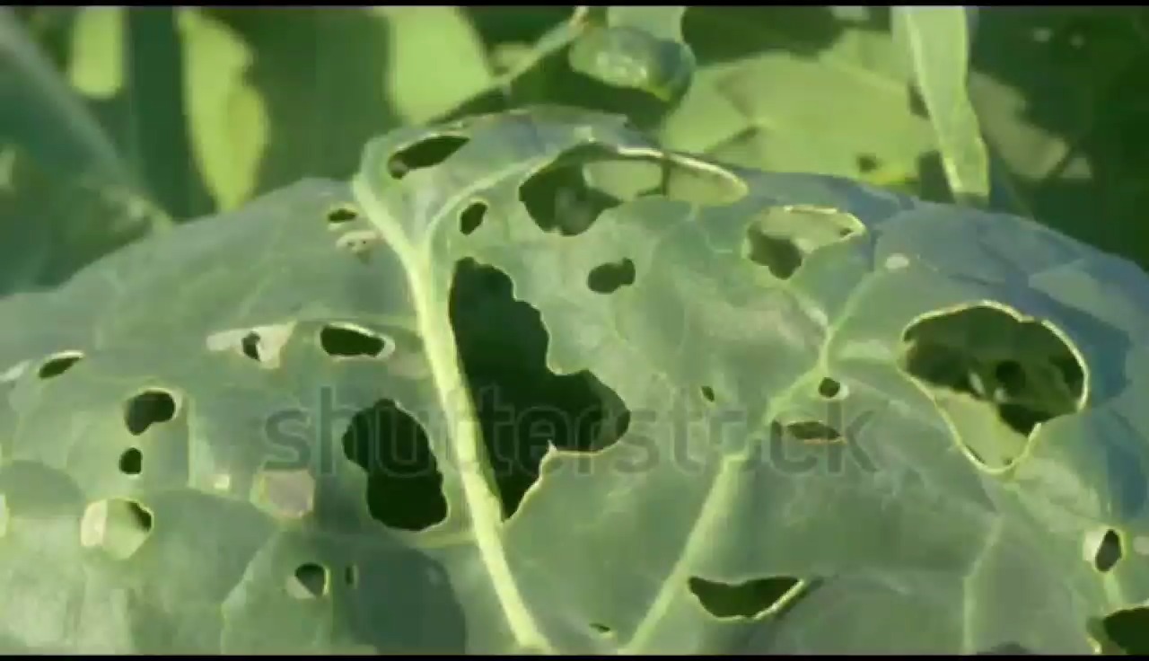 Crop Detection Object Detection Dataset By Soumya