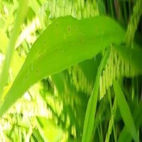 paddy diseases - Roboflow Universe