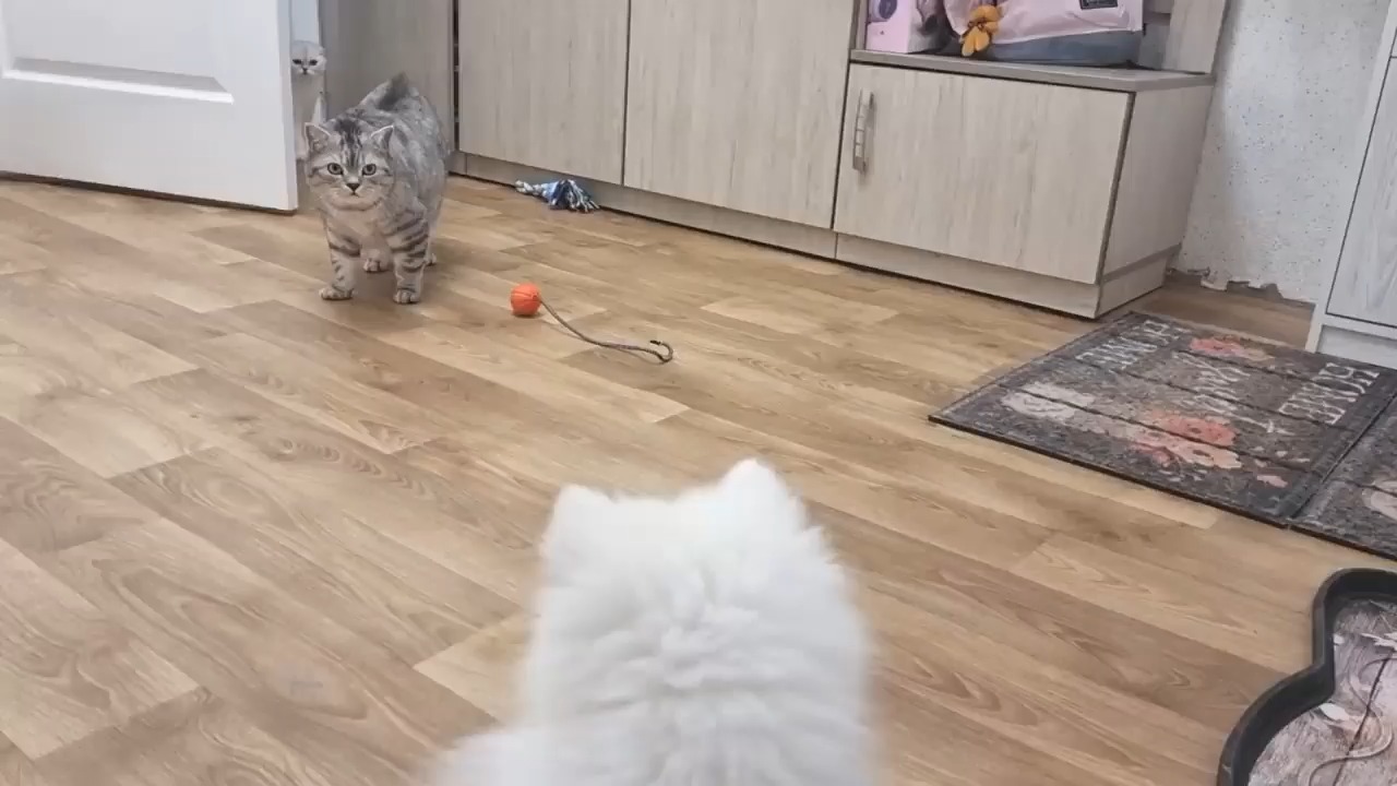 dog and cat Object Detection Dataset and Pre-Trained Model by yolodetecting