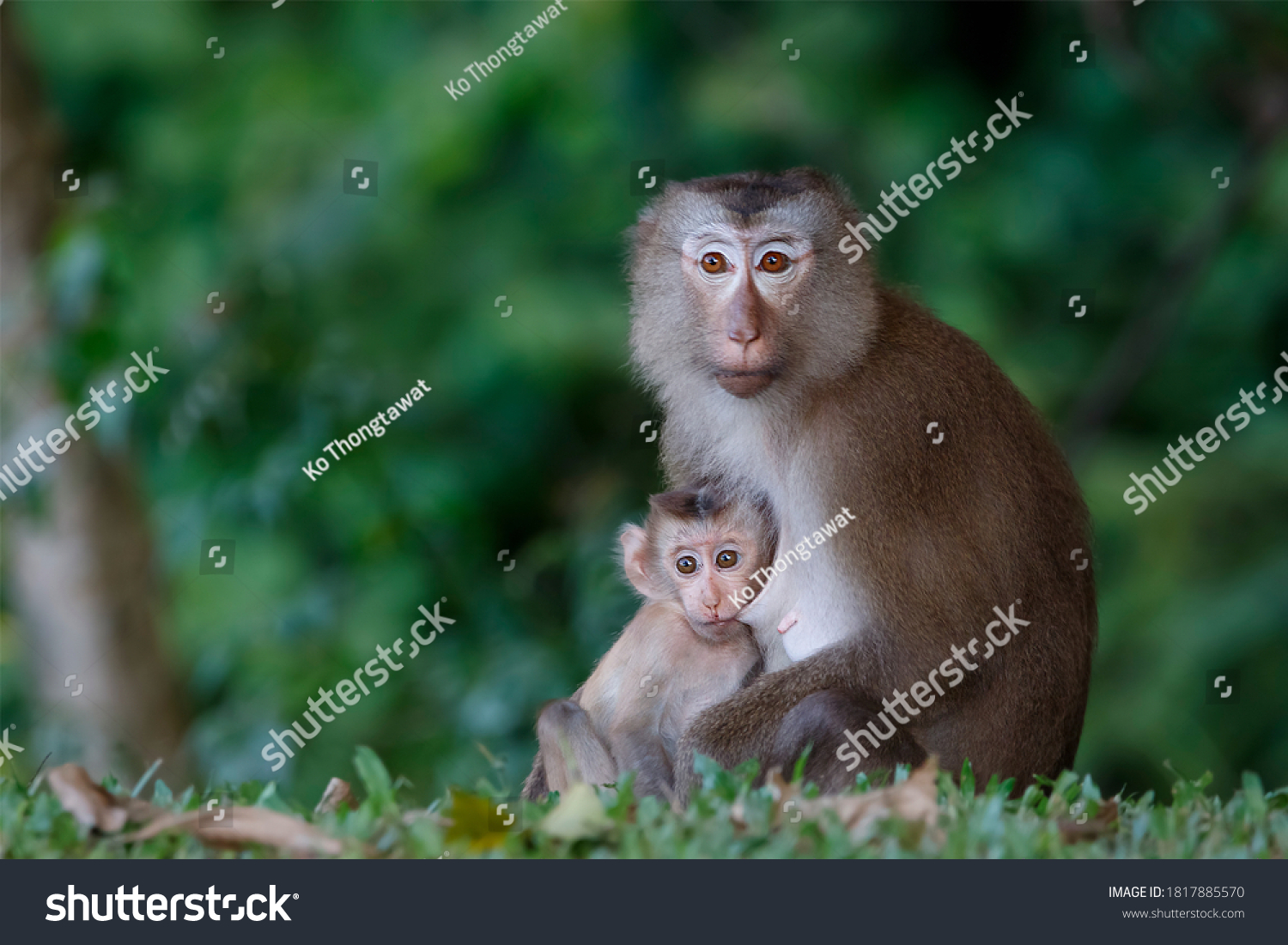 Monkey breed Object Detection Dataset and Pre-Trained Model by Object detection