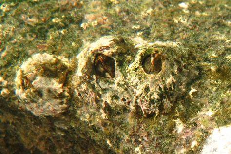 Barnacles Object Detection Model by stephen