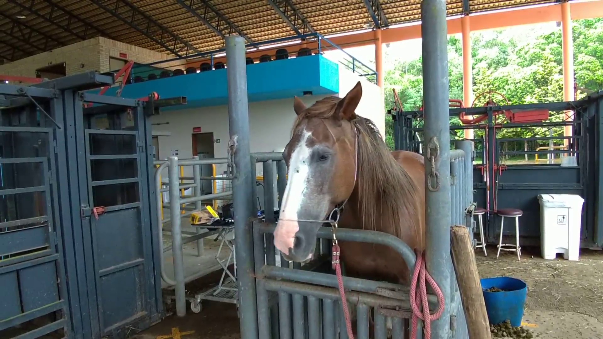 Horse Object Detection Dataset by Horse