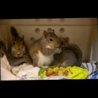 Squirrel Detect - Roboflow Universe