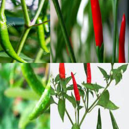 peppers_v3 Object Detection Dataset by Arsal