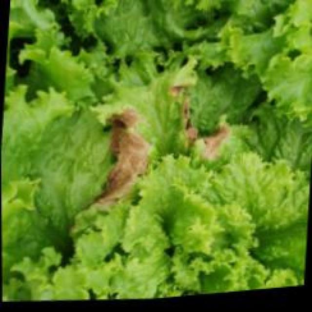 final defense Object Detection Dataset and Pre-Trained Model by Tup