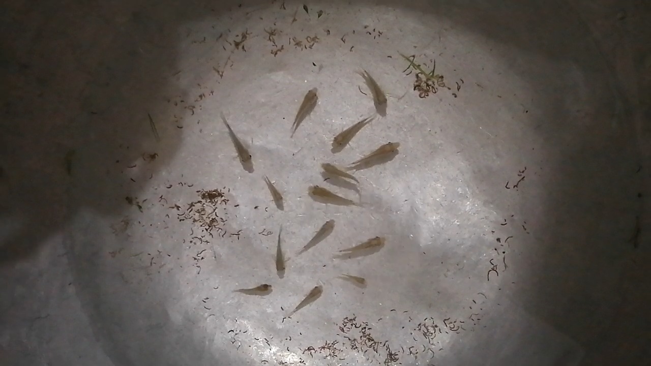 fish Object Detection Dataset and Pre-Trained Model by fingerlings