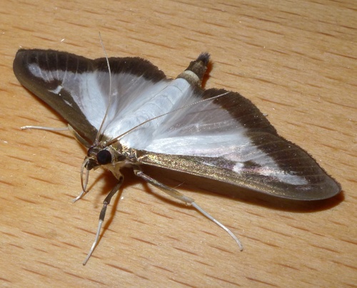 Corn Earworm Object Detection Model by InsectNET