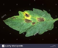 dsfgh Object Detection Model by fgbg